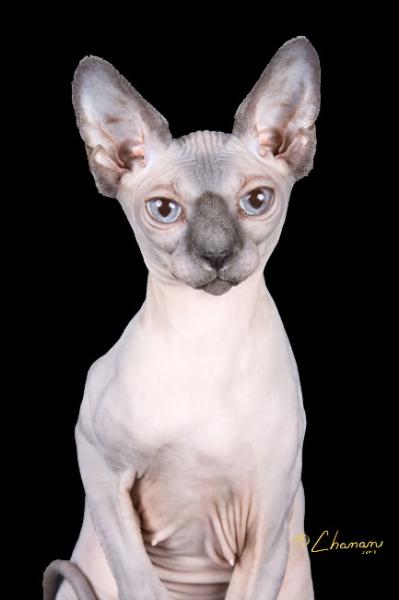 BareMews Blue Point Sphynx Queen with Blue Eyes