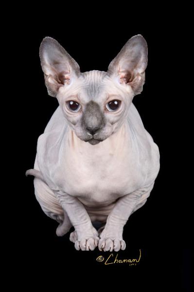 BareMews Blue Point Sphynx Queen with Blue Eyes